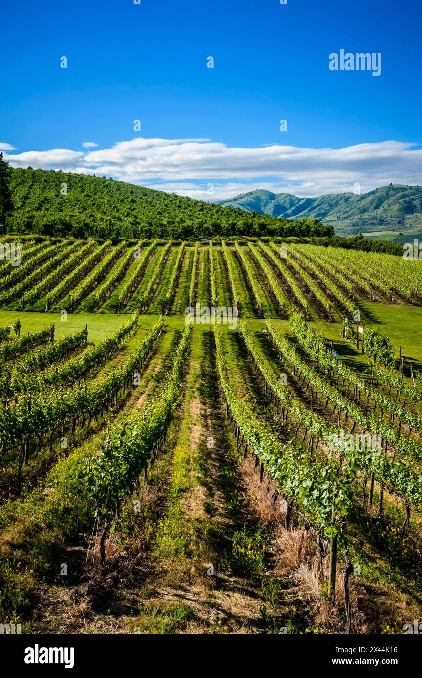 USA, Washington State, Lake Chelan. The estate vineyard of Lake Chelan ...
