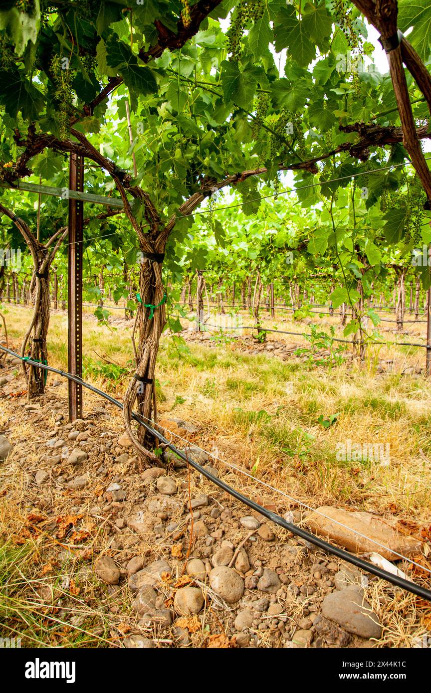 USA, Washington State, Walla Walla. The Funk Vineyard with the special ...