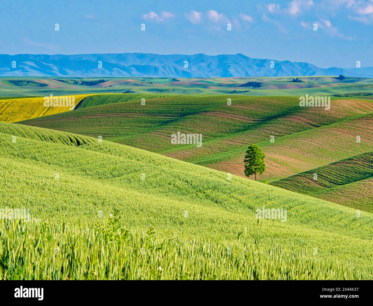 USA, Washington State, Palouse Region. Lone tree in Spring fields of ...