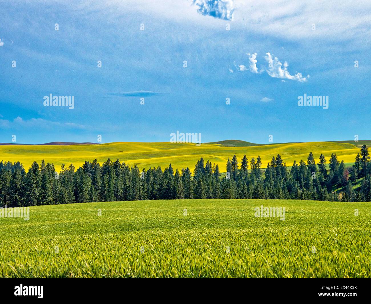 USA, Washington State, Palouse Region. Treeline and canola crops Stock ...
