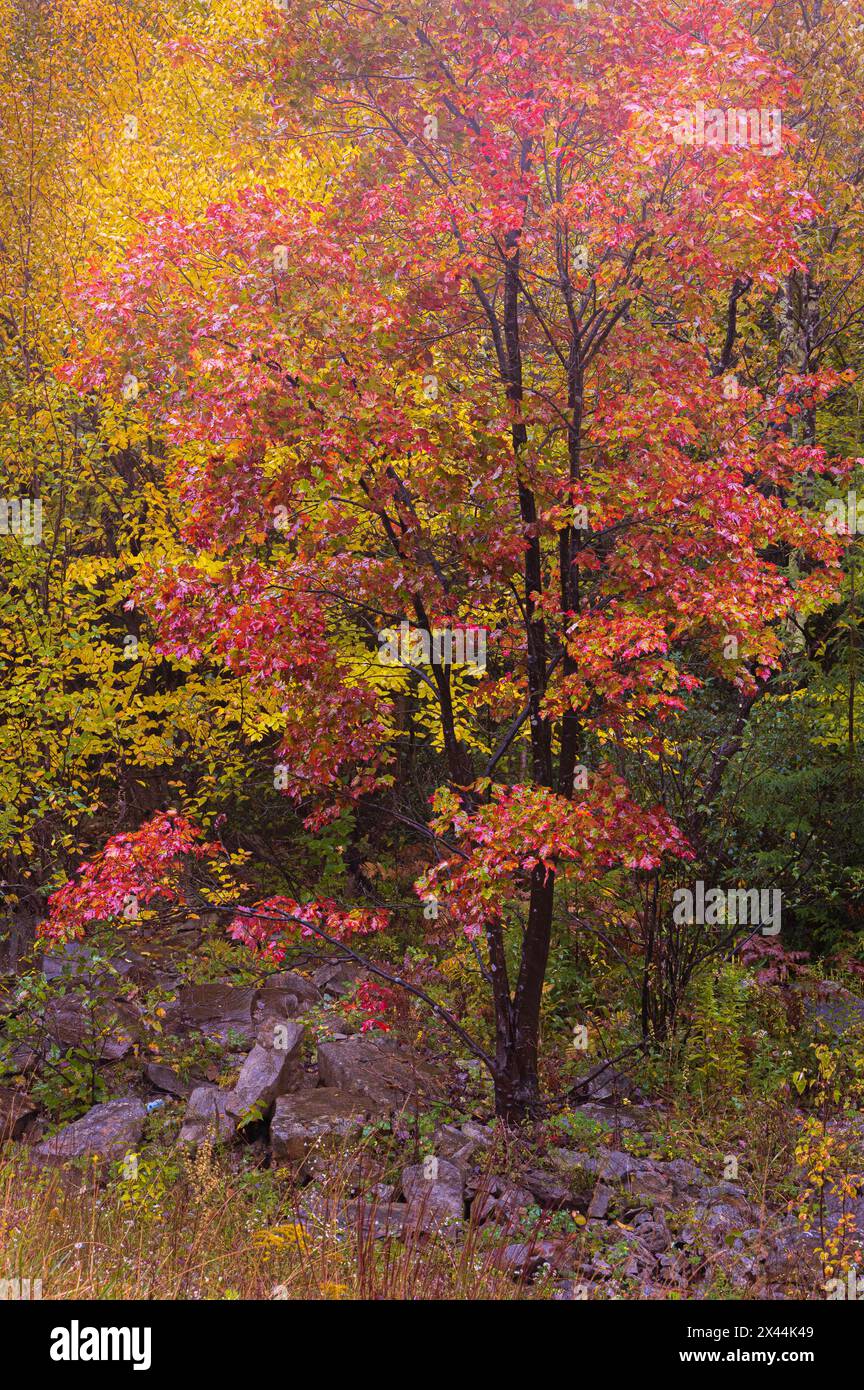 USA, West Virginia, Canaan Valley State Park. Trees in autumn foliage ...