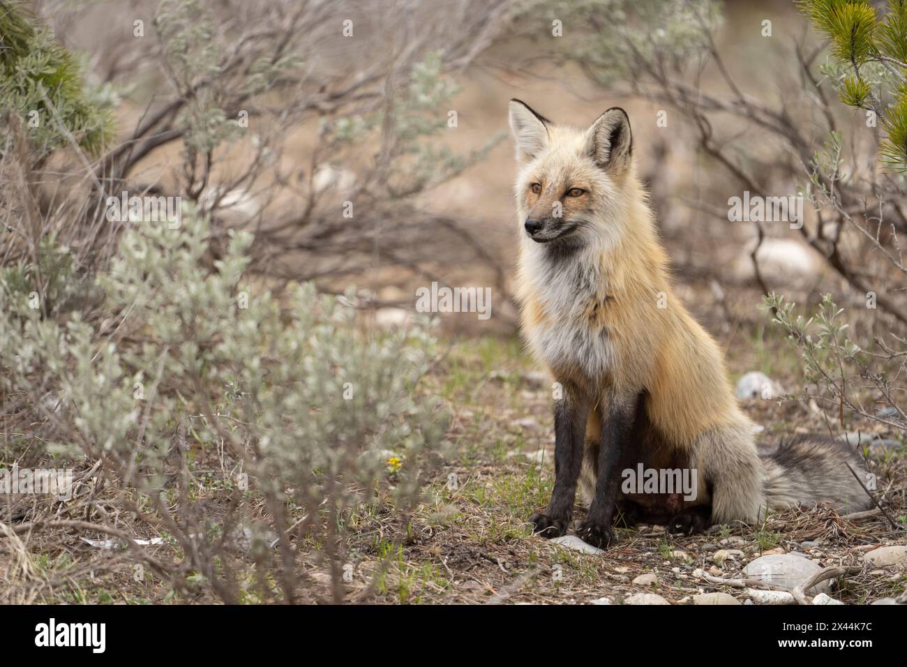 USA, Wyoming, Grand Teton National Park. Adult red fox close-up Stock ...