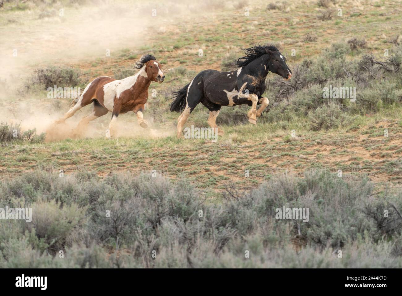 USA, Wyoming, McCullough Peaks Herd Management Area. Wild horse ...