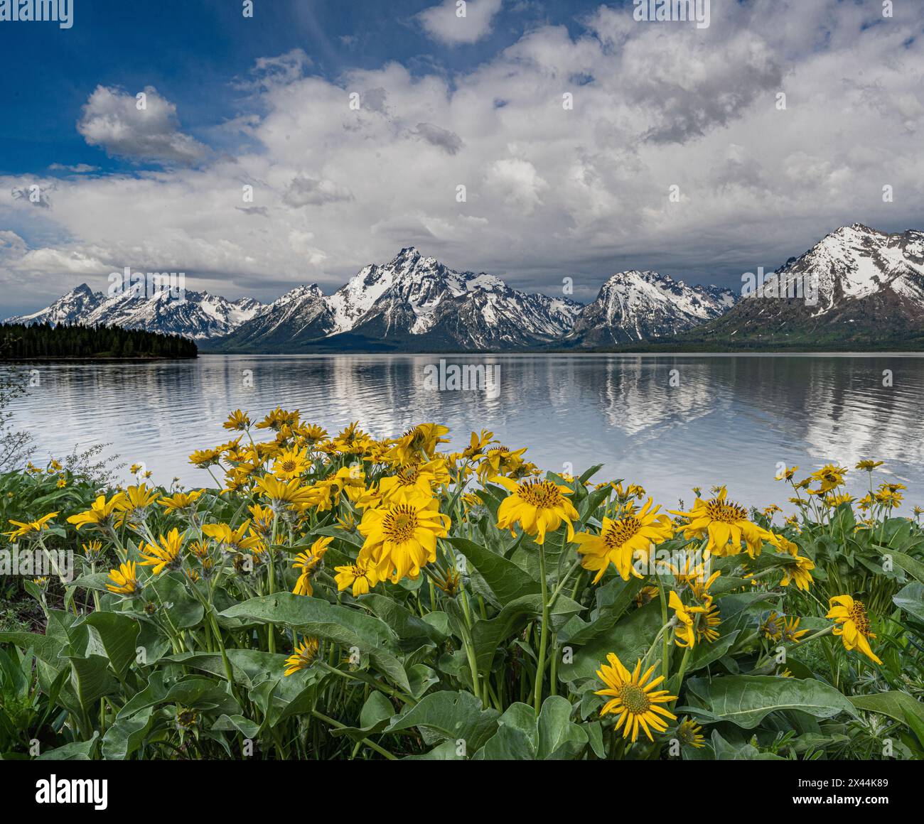 USA, Wyoming. Mount Moran, Jackson Lake and Arrowleaf Balsamroot ...