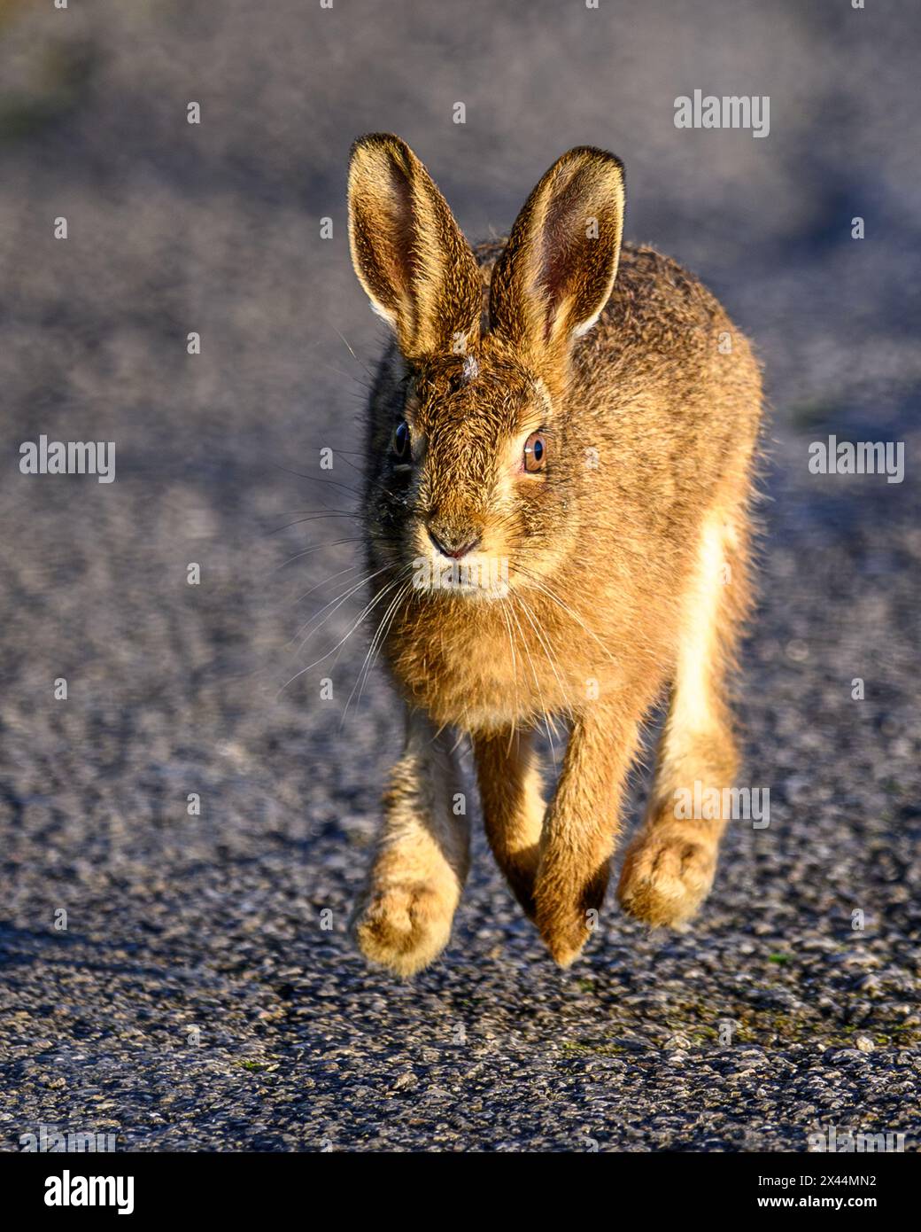 Leveret (Hare) in Oxfordshire Stock Photo - Alamy