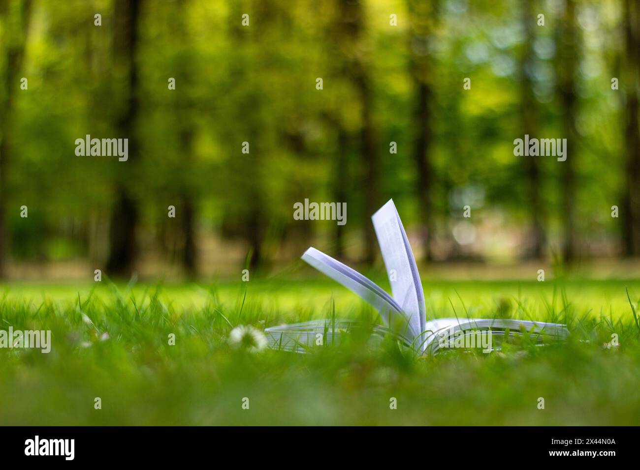 an open book on a tree stump in the park, sunny day, greenery in the ...