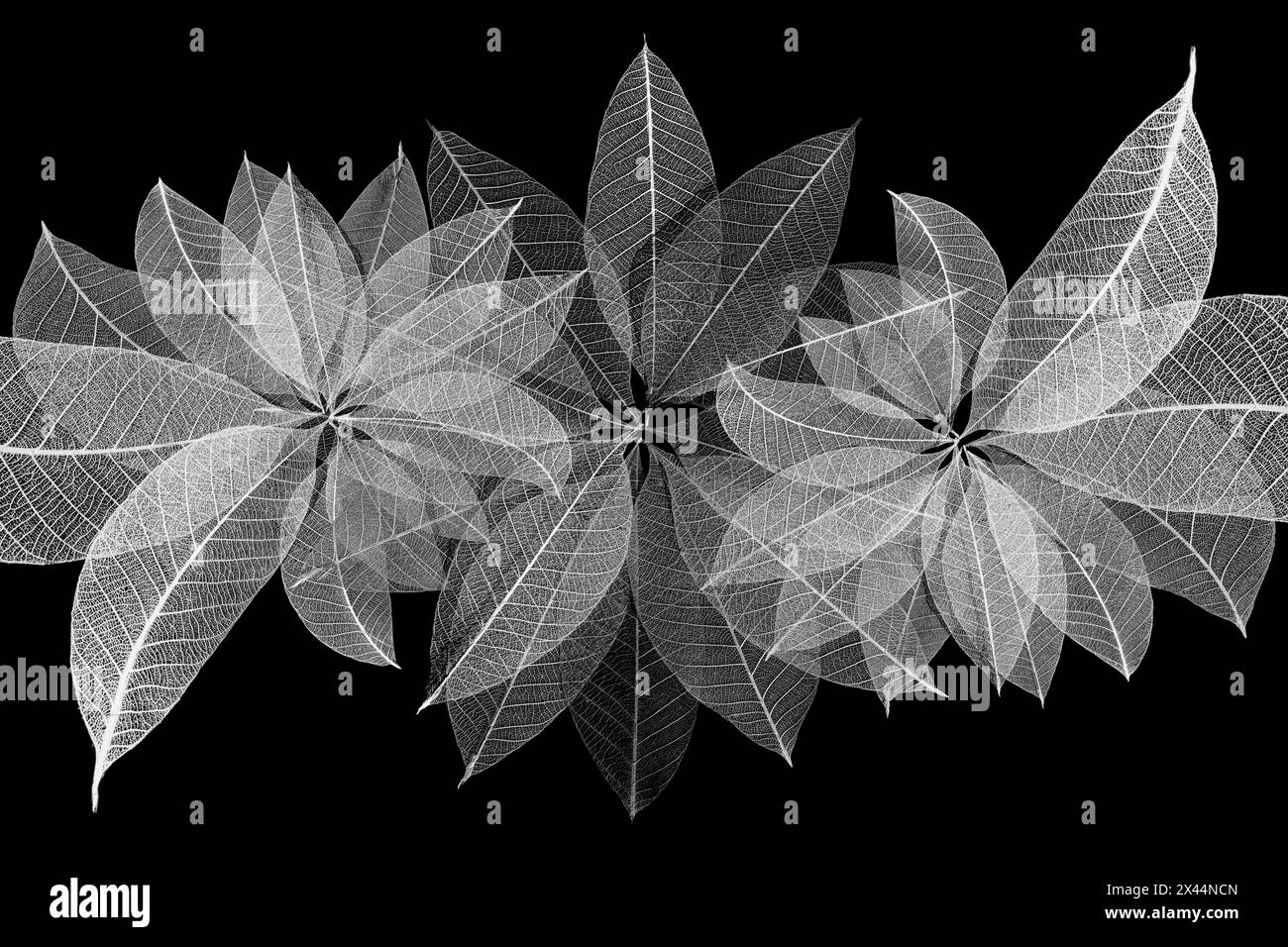 Leaves arranged Black and White Stock Photos & Images - Alamy