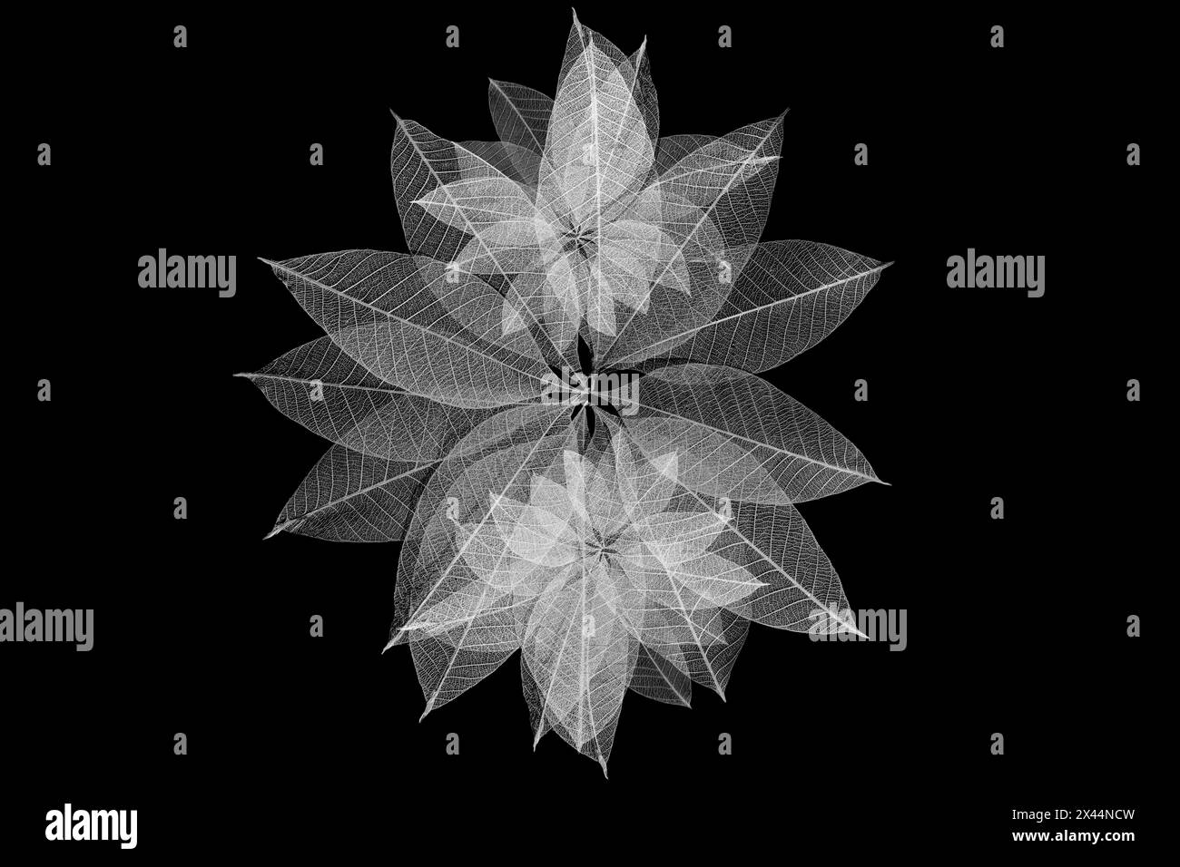 Leaves arranged Black and White Stock Photos & Images - Alamy