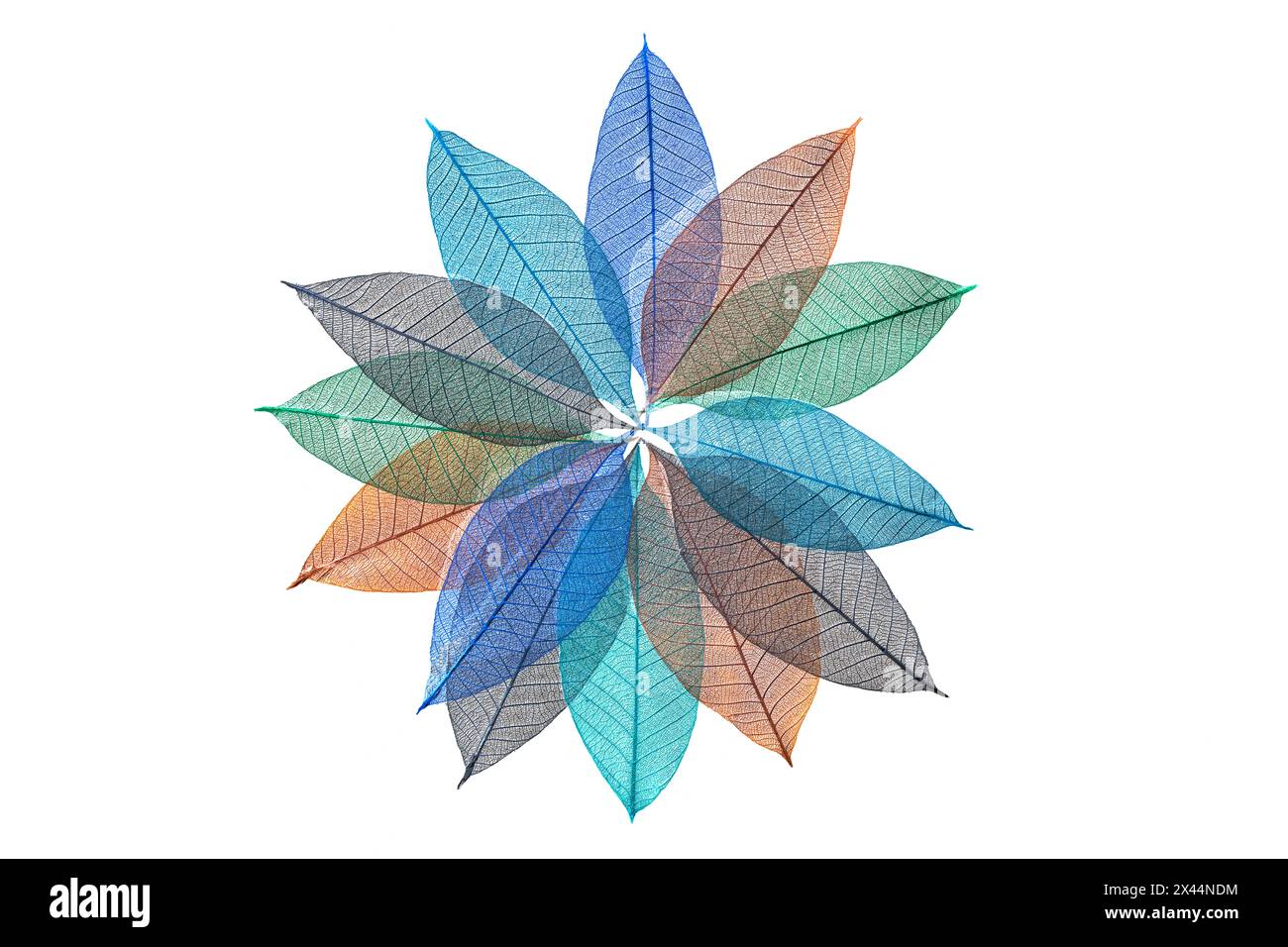 Multi-colored skeleton leaves arranged in radial pattern on white ...