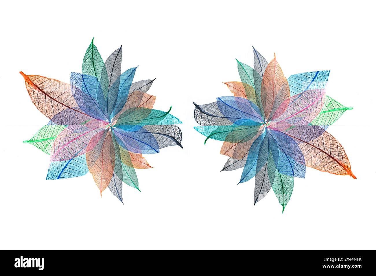 Multi-colored skeleton leaves arranged on white background Stock Photo ...