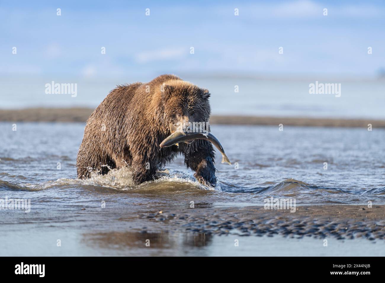 USA, Alaska, Lake Clark National Park. Grizzly bear with salmon prey in ...