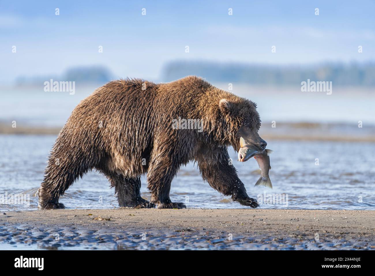 USA, Alaska, Lake Clark National Park. Grizzly bear with salmon prey ...
