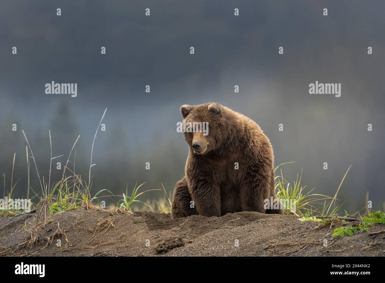 USA, Alaska, Lake Clark National Park. Grizzly bear resting on Cook ...