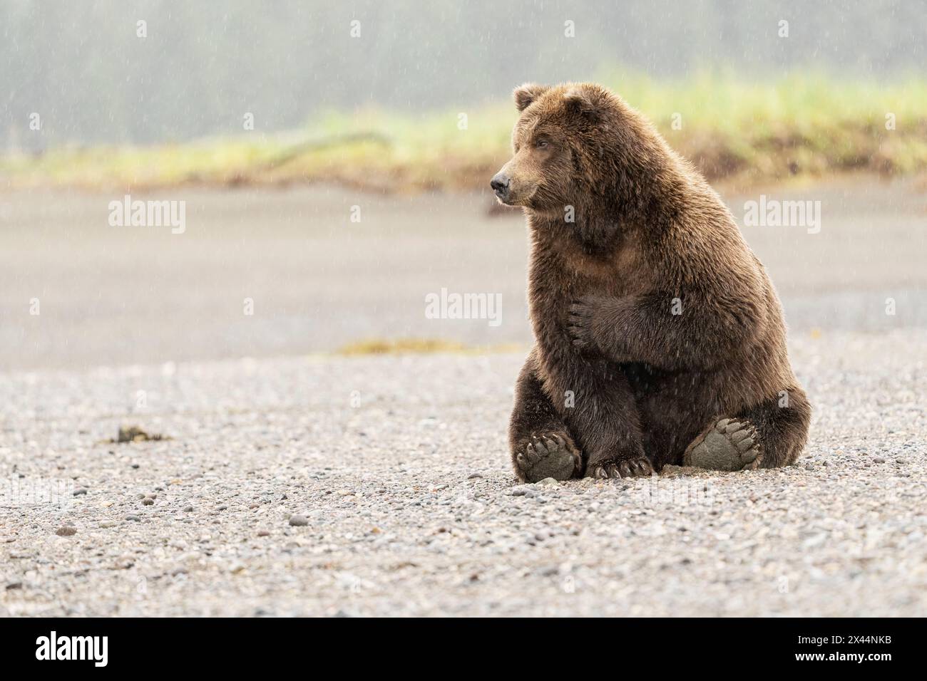 USA, Alaska, Lake Clark National Park. Grizzly bear resting on Cook ...