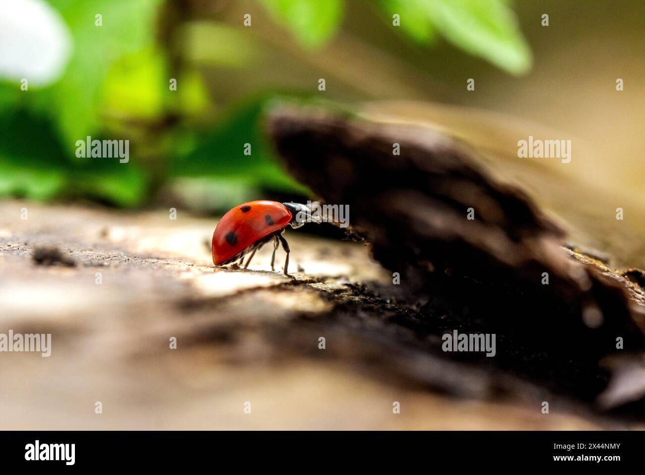 ladybug on a tree trunk covered with moss and small plants against the ...