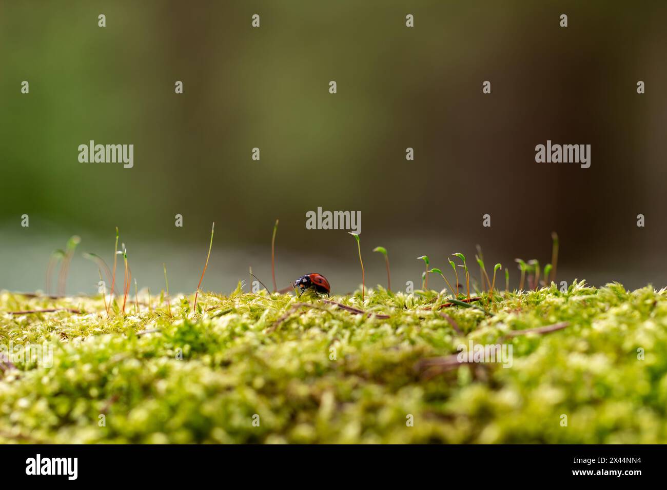 ladybug on a tree trunk covered with moss and small plants against the ...