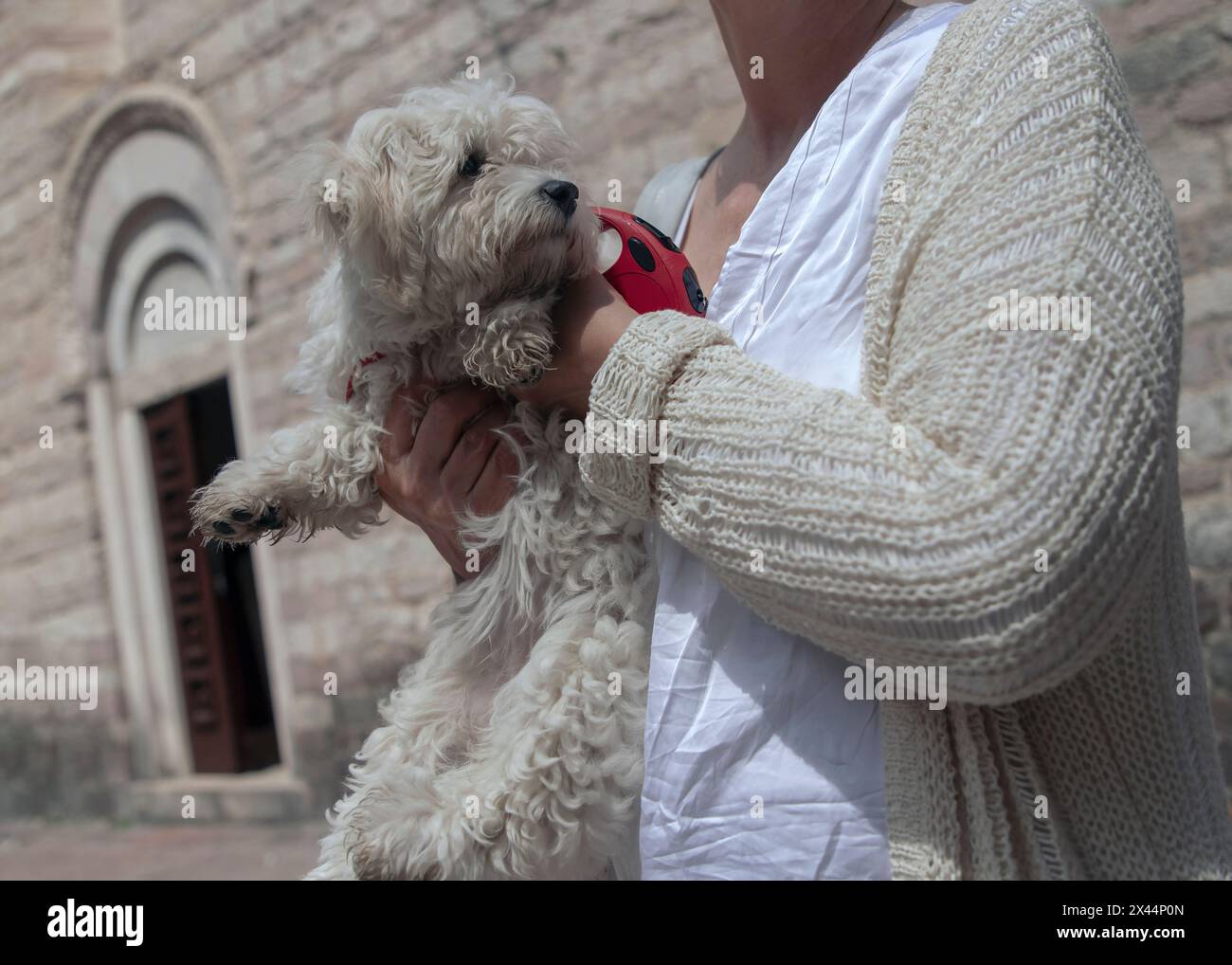 Dog in the owners arms hi-res stock photography and images - Alamy