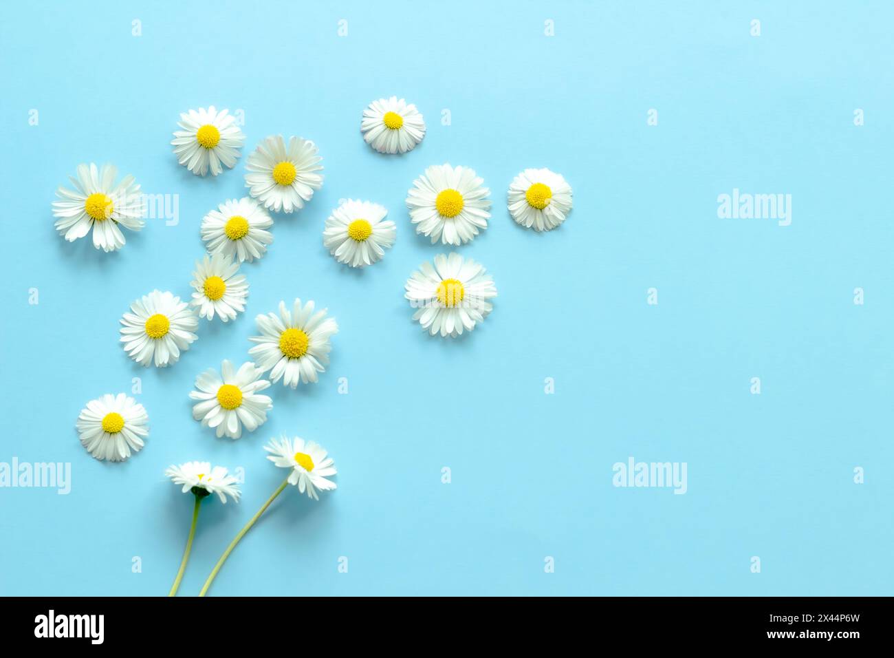 daisies on a plain blue background with space for writing, background ...
