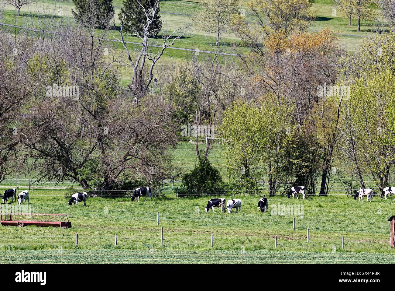 10 dairy cows, black and white, grazing, trees, grass, field, domestic ...