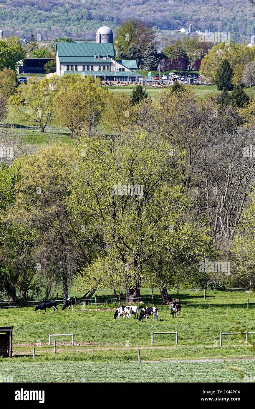 spring scene, contrast, cows grazing, farm, golf course clubhouse on ...