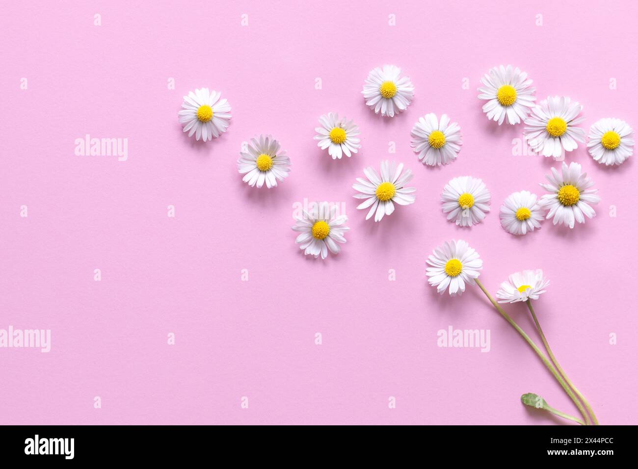 daisies on a plain blue background with space for writing, background ...
