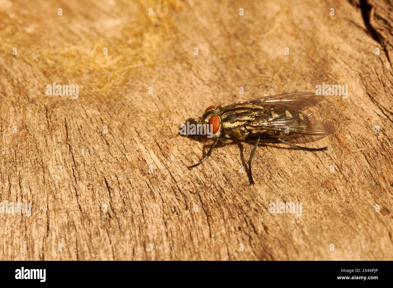 A Stable Fly, Stomoxys calcitrans, also known as Barn Fly, Biting House ...