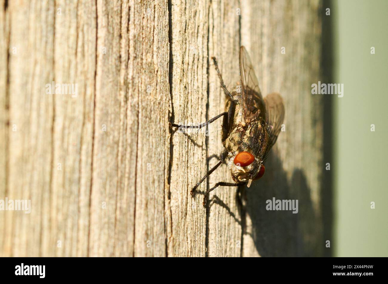 A Stable Fly, Stomoxys calcitrans, also known as Barn Fly, Biting House ...