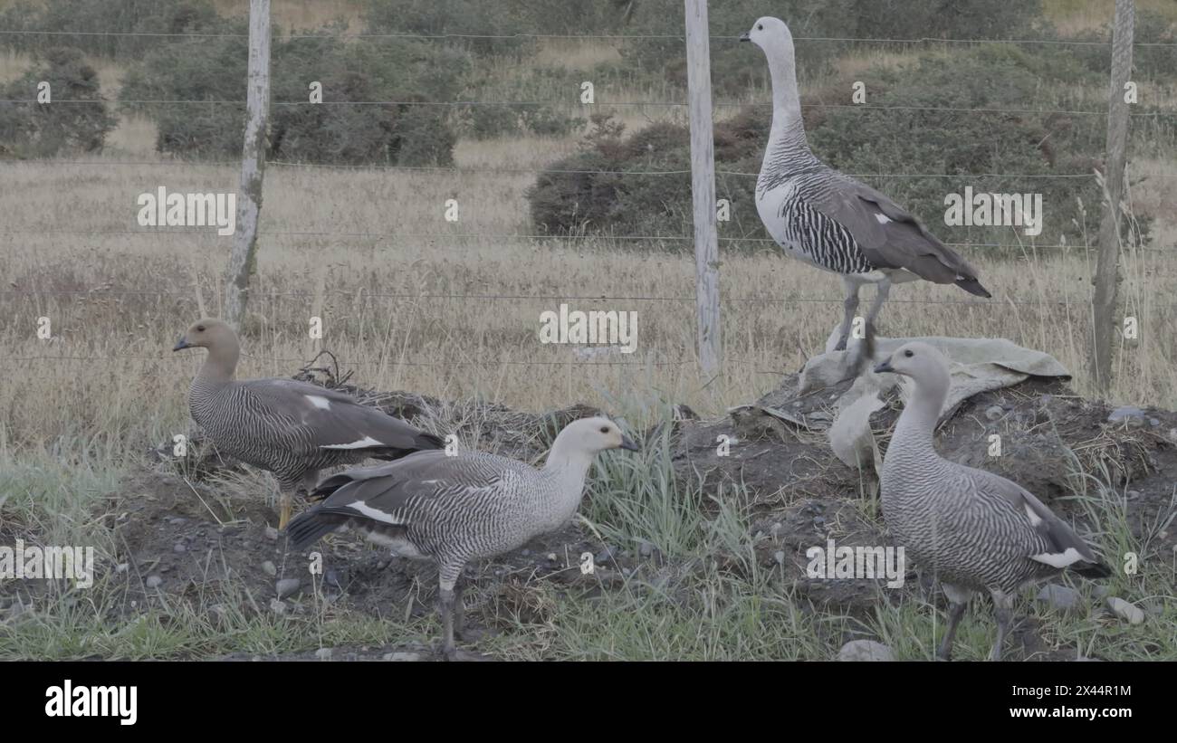 Ducks in a Row Walking Alongside a Farm Fence Stock Photo - Alamy