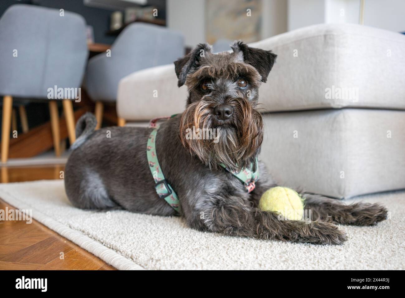 Portrait of a fluffy Miniature Schnauzer dog sitting comfortably ...