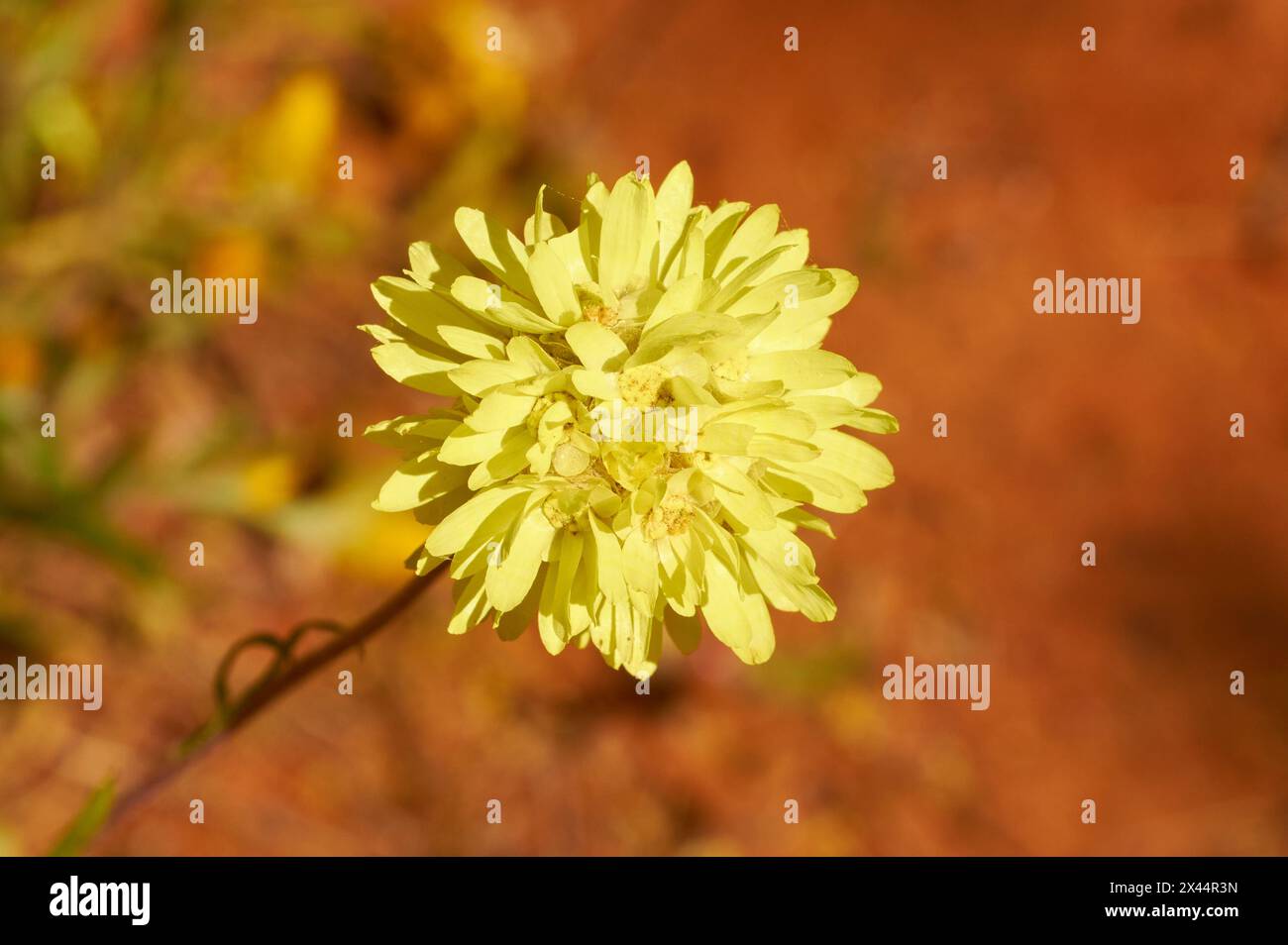 The yellow form of Pompon Head, Cephalipterum drummondii, in Coalseam ...