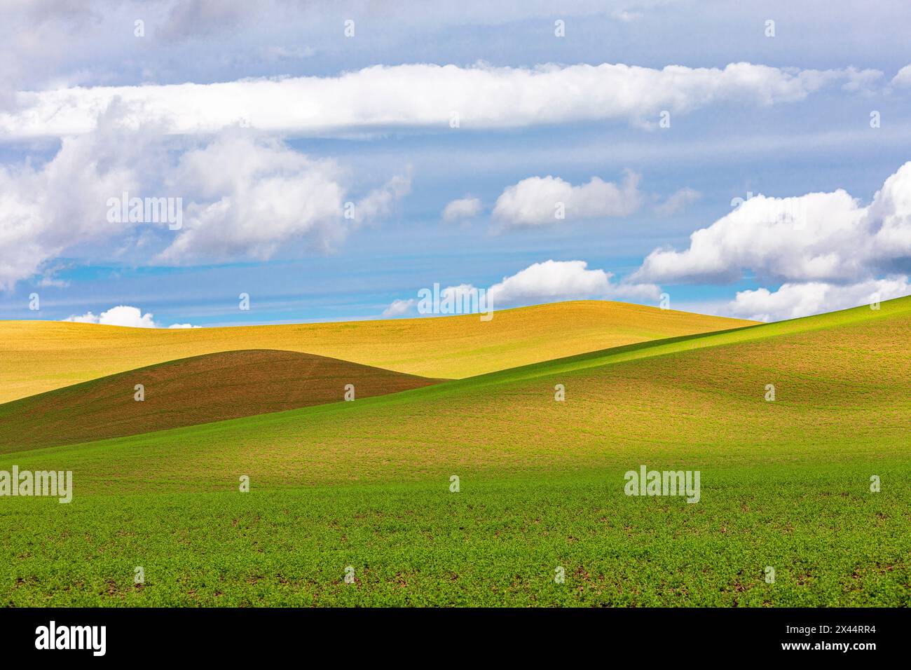 USA, Washington State, Palouse. Pullman Rolling fields of wheat Stock ...