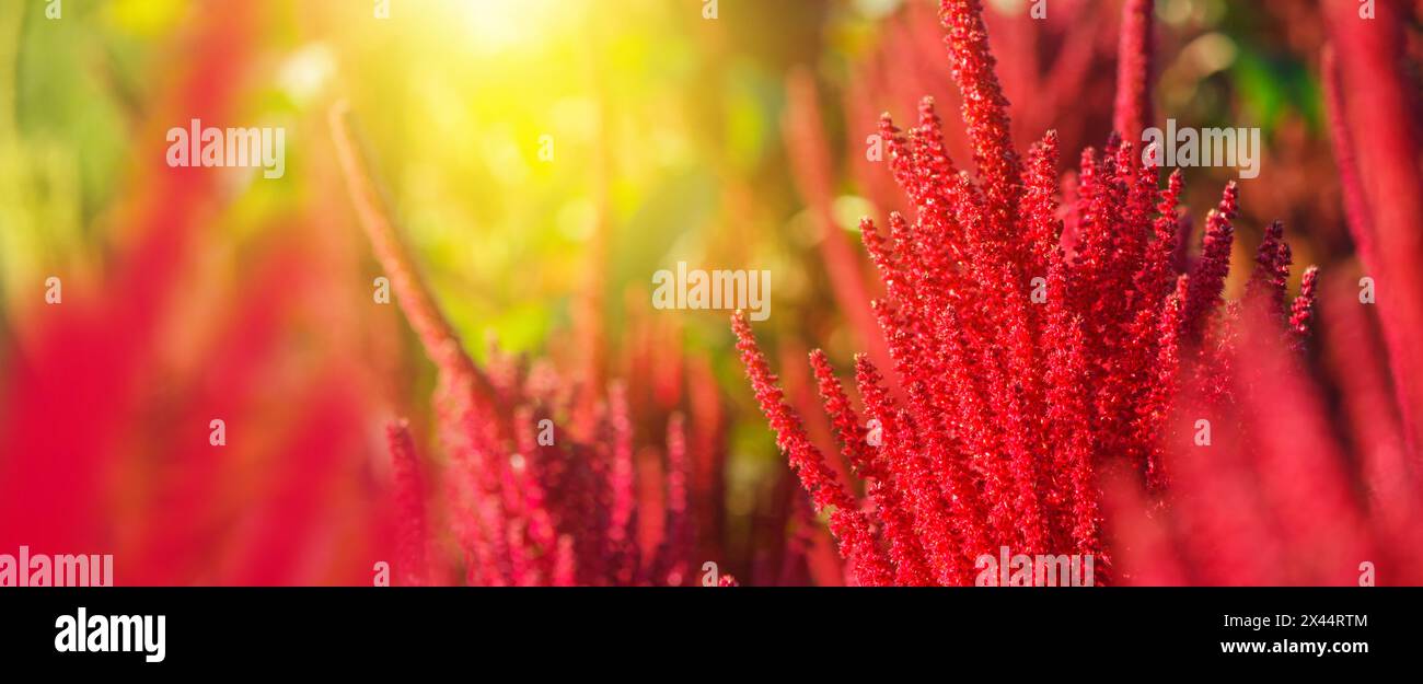 Red flowers of edible amaranth close-up against the background of ...