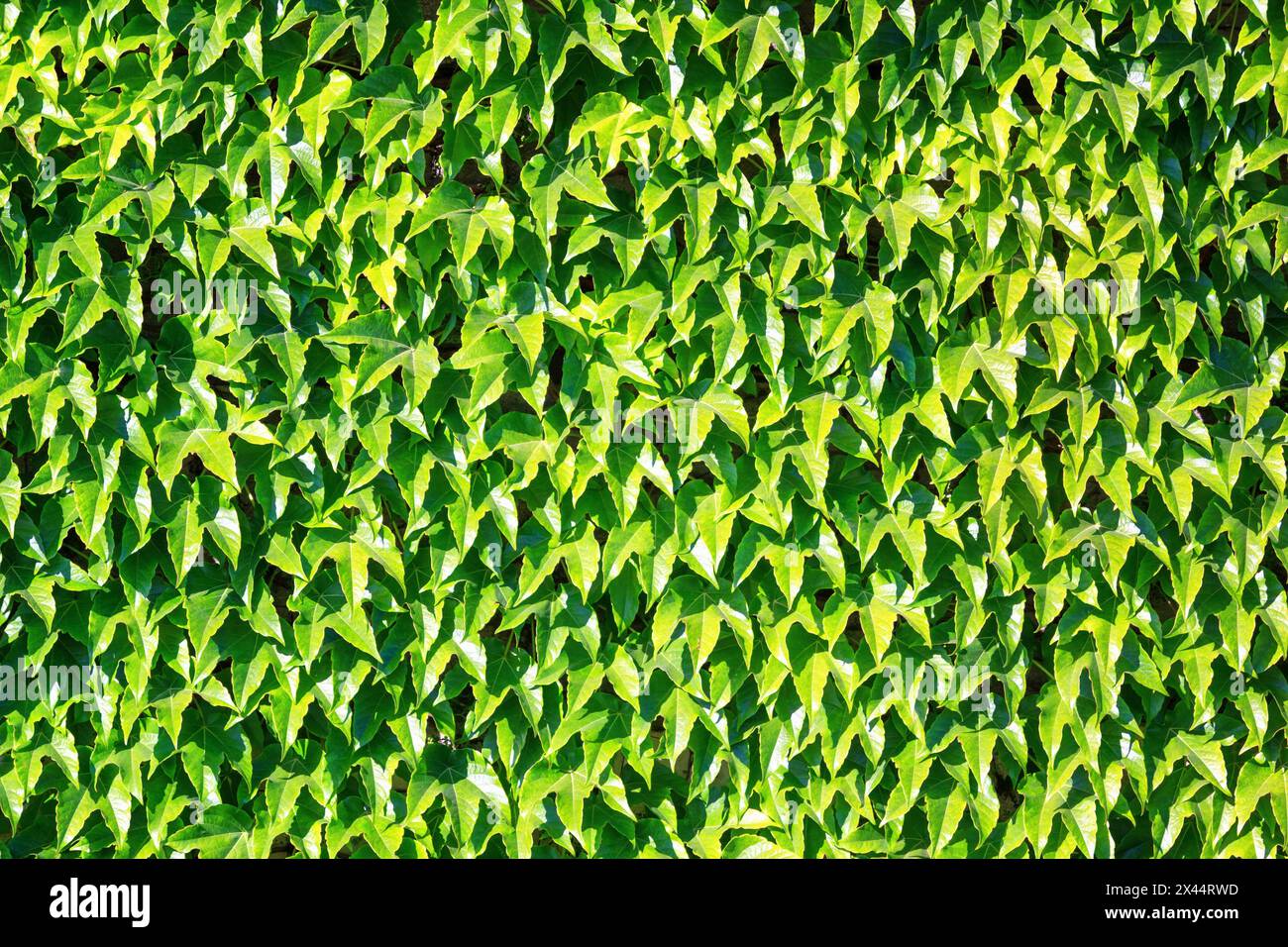 Summer deciduous background of the common ivy (Hedera helix) covering a ...