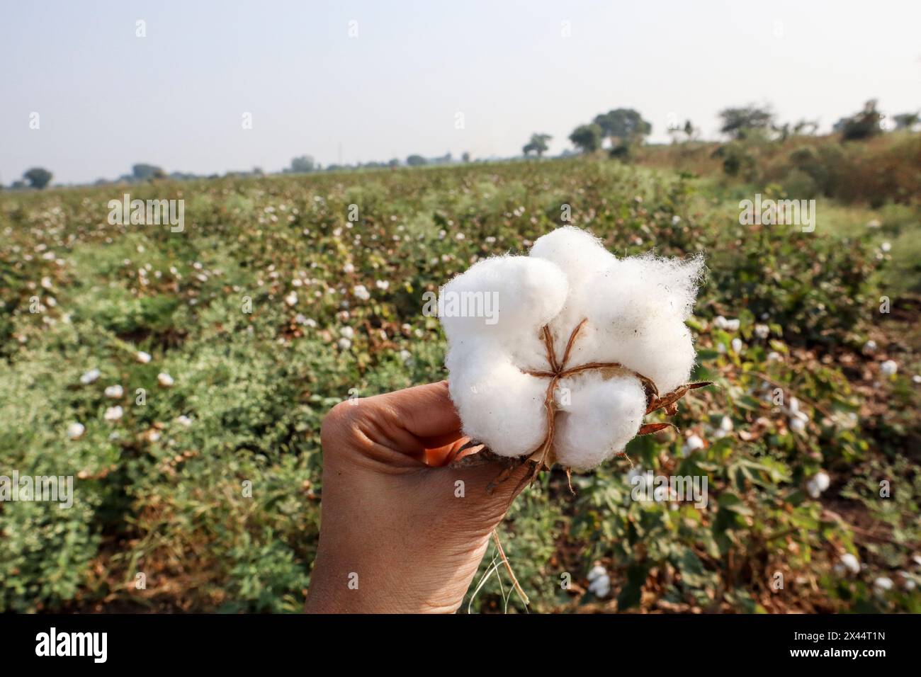 Cotton in hand. Cotton fields agriculture farming Stock Photo - Alamy