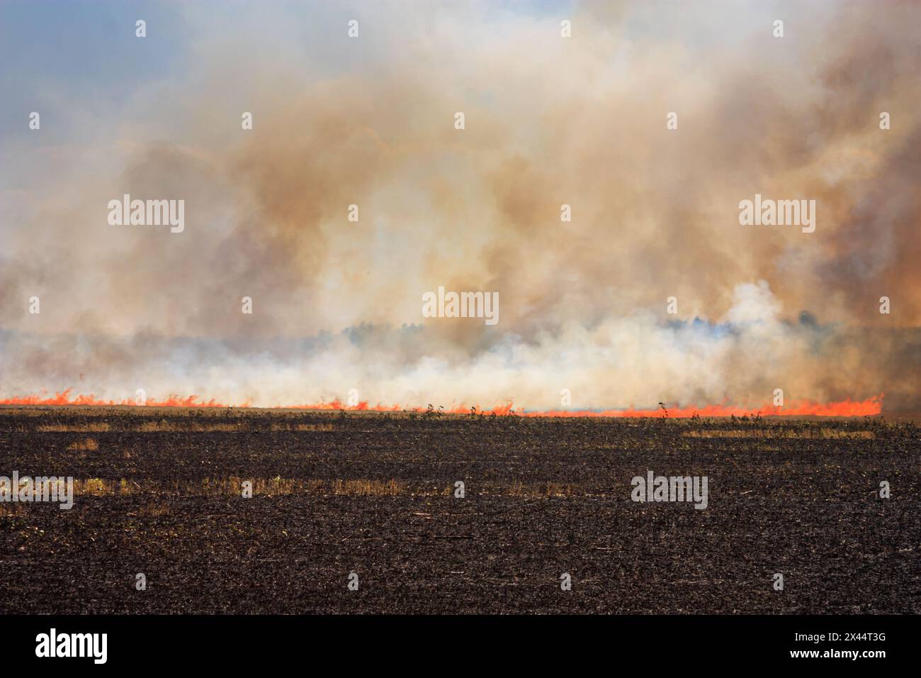 A burning agricultural field in hot summer weather. Dry wind blows the ...