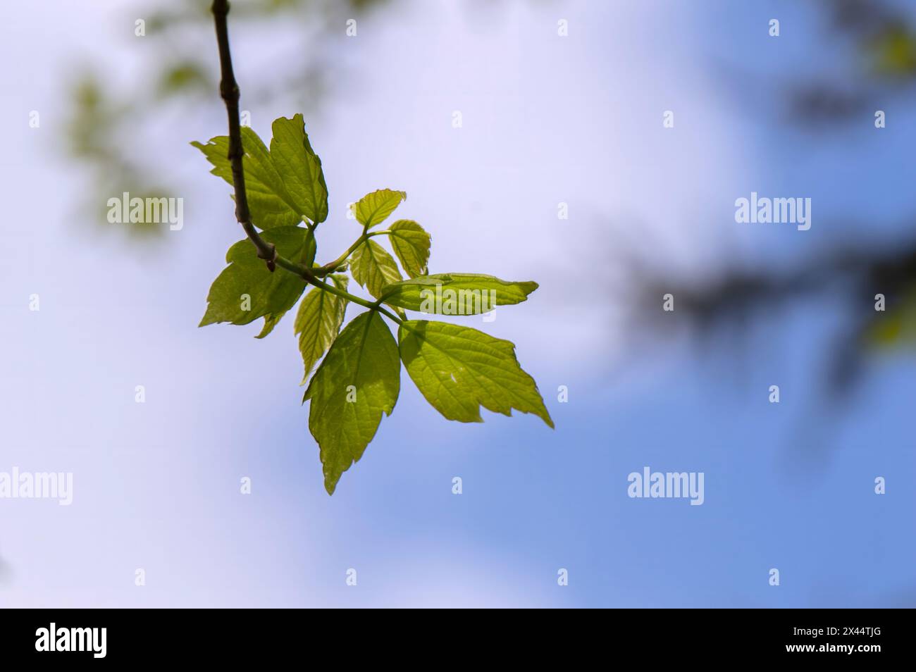 Close Up Branches Of A Acer Negundo Tree At Amsterdam The Netherlands 4 ...