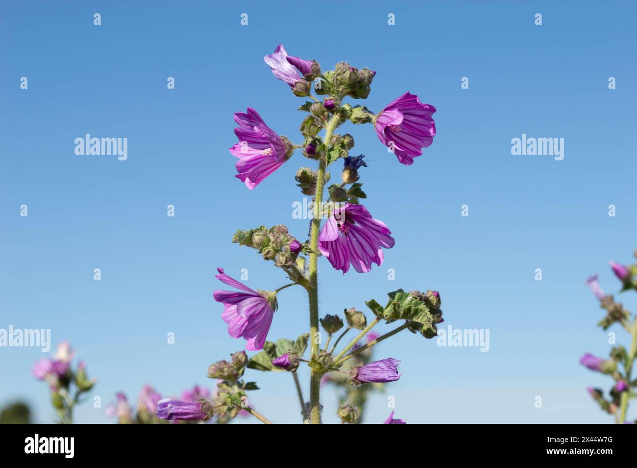 Wild mallow flower Stock Photo - Alamy