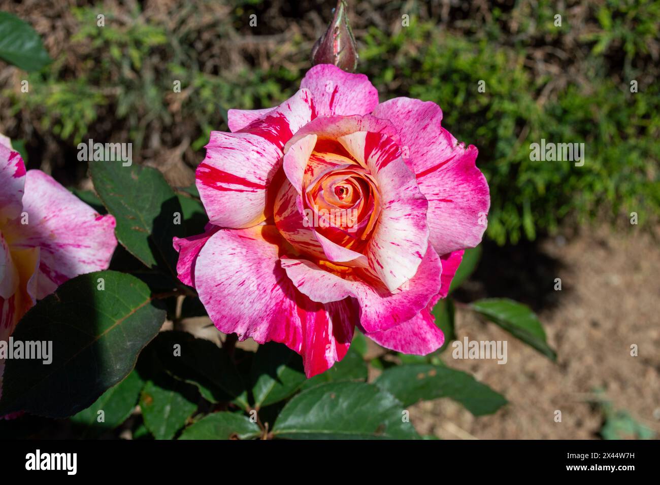 Amor de colores hi-res stock photography and images - Alamy