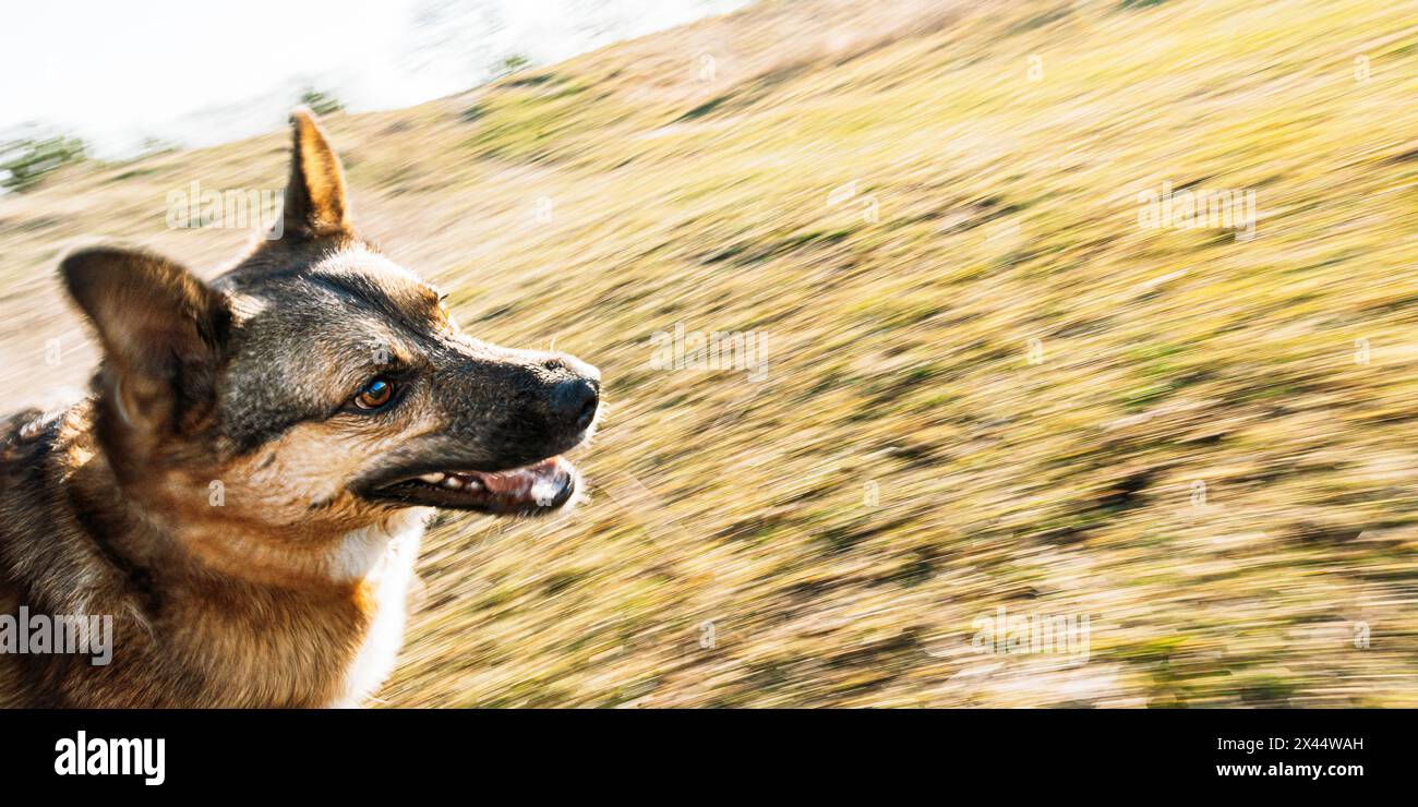 Angry Aggressive Mad Dog Nervous Dog Running In Attack Outdoors In park ...