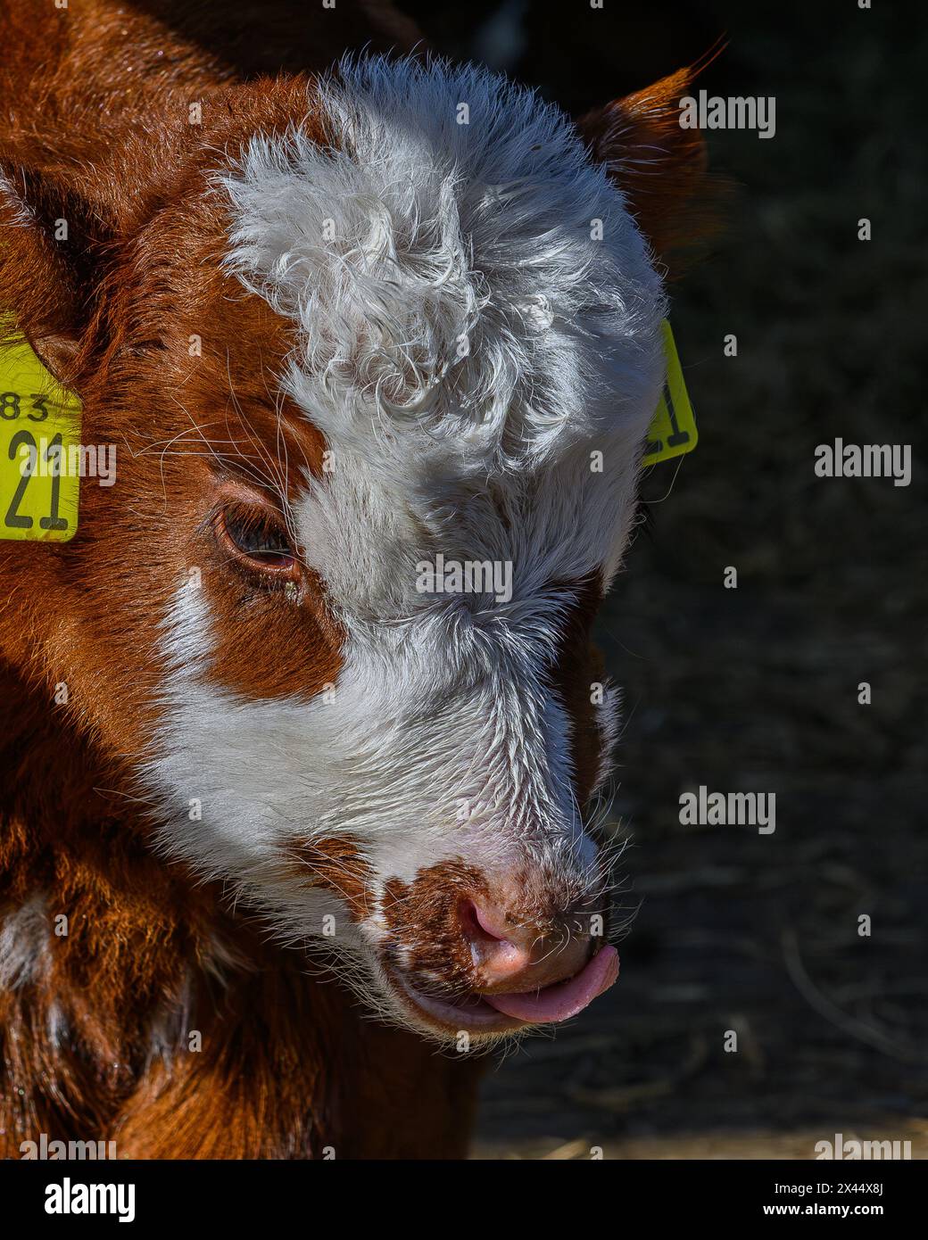 Newborn calf suckling hi-res stock photography and images - Alamy