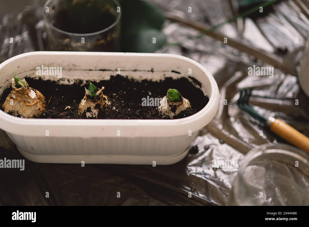 Indoor Gardening Project Showing Sprouting Bulbs in a White Planter Box ...