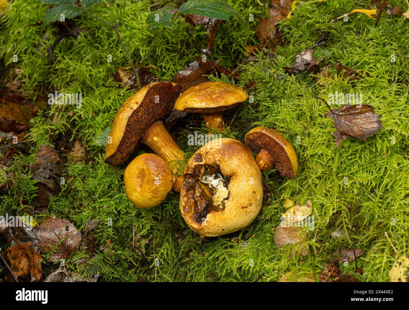Parasitic Bolete: Pseudoboletus parasiticus. Surrey UK. Parasitic on ...