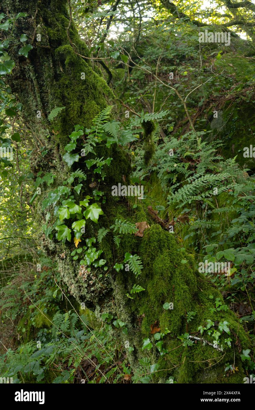 Polypody Fern: (Polypodium vulgare) and other epiphytes growing on old ...