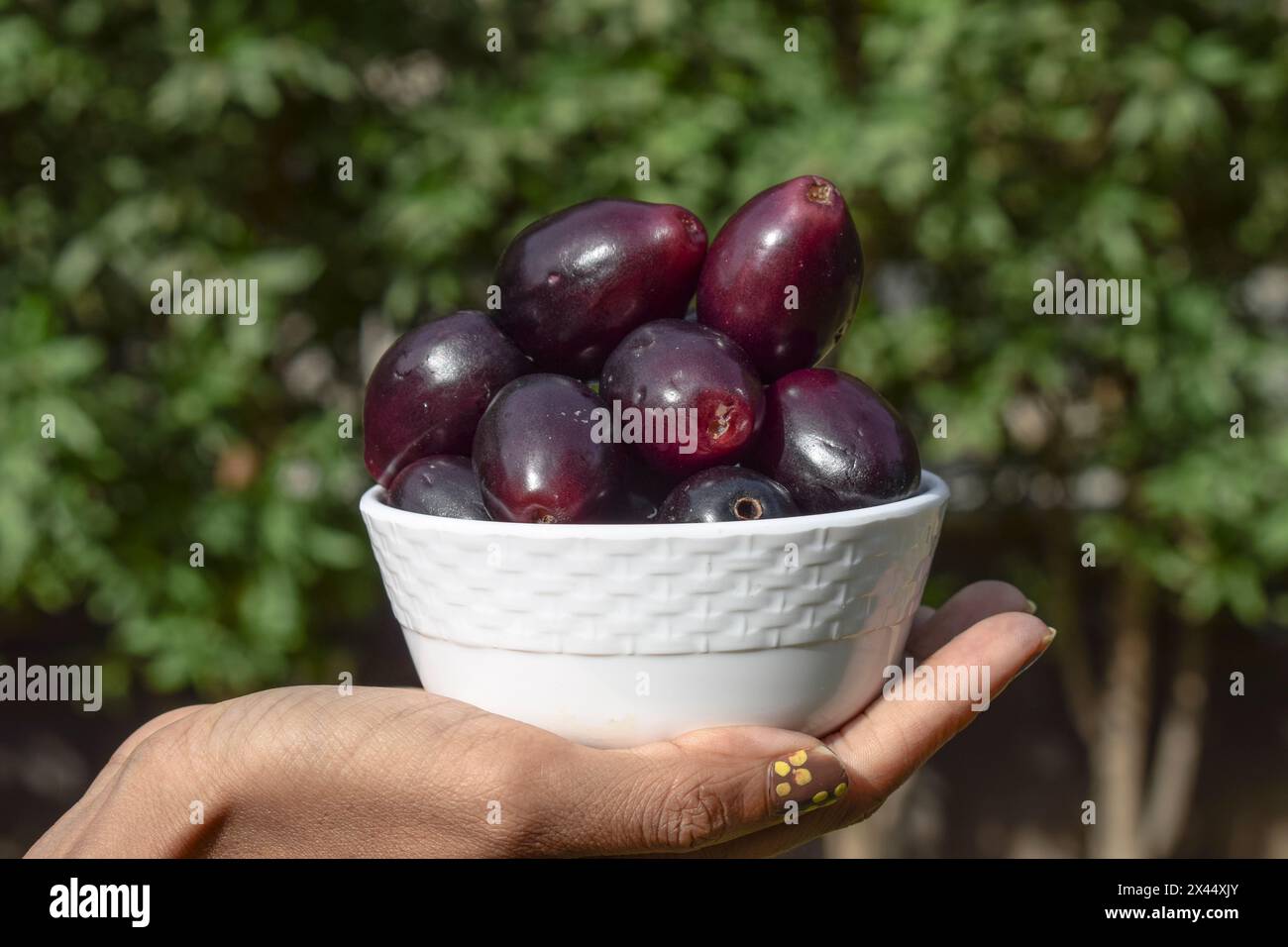 Indian jamblang hi-res stock photography and images - Alamy