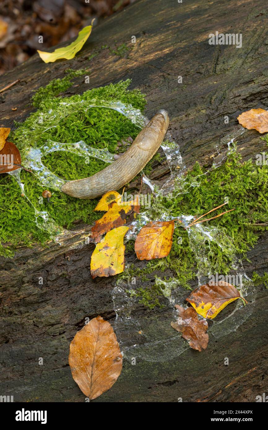 Yellow Slug: Limax flavus. With slime trail. Surrey, UK Stock Photo - Alamy