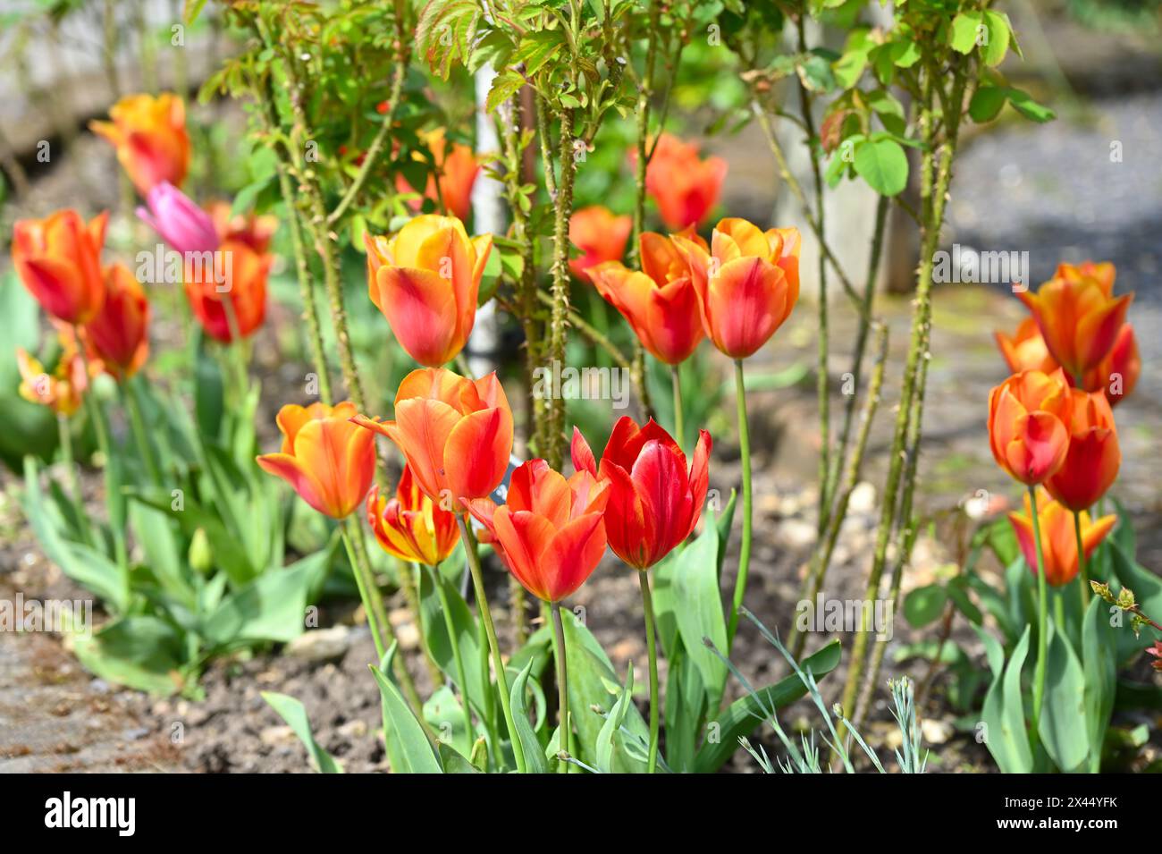 metallic Orange flowers of tulip Tulipa Cairo, growing under roses, in ...