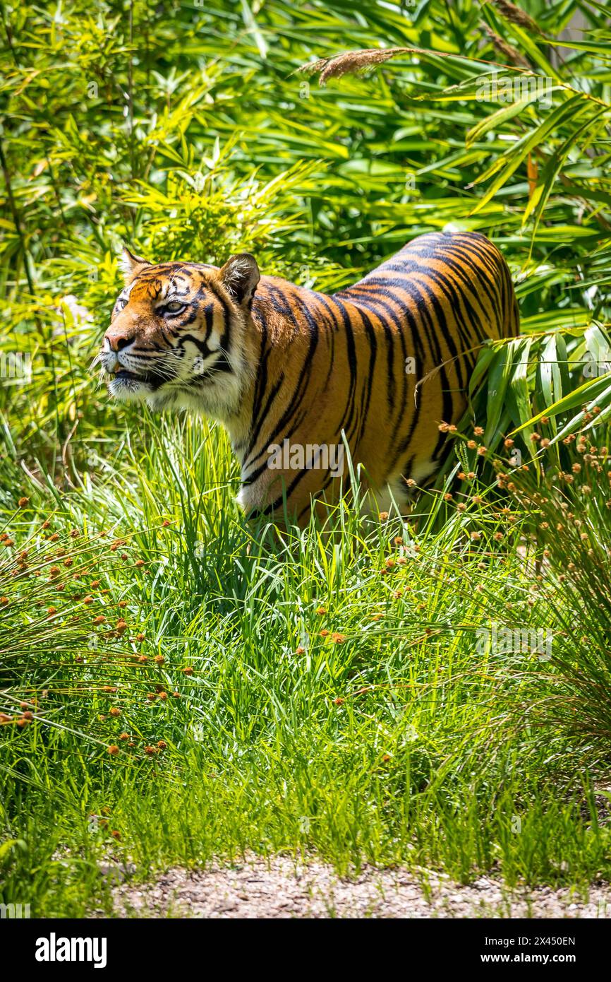 Malayan Tiger Walking through high grass of Rainforest, Panthera tigris ...