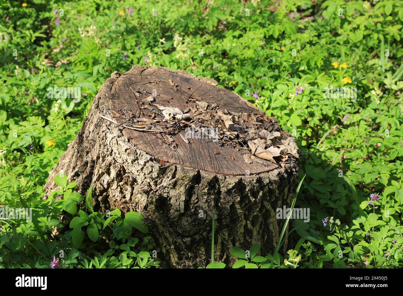 Tree stump in spring hi-res stock photography and images - Alamy
