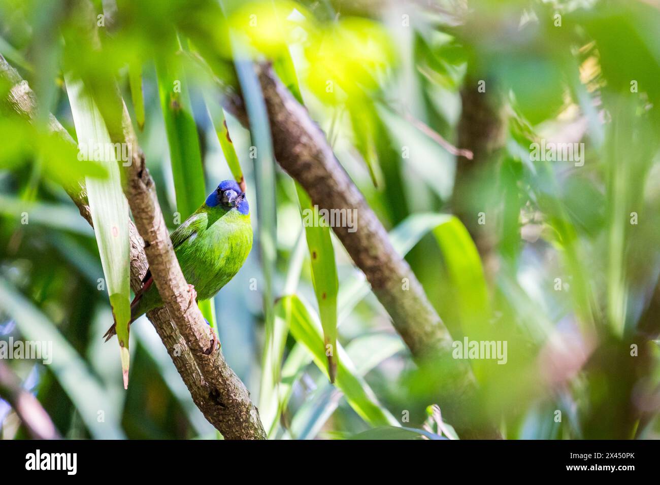 Blue-faced parrotfinch sitting on a branch hiding between leaves ...