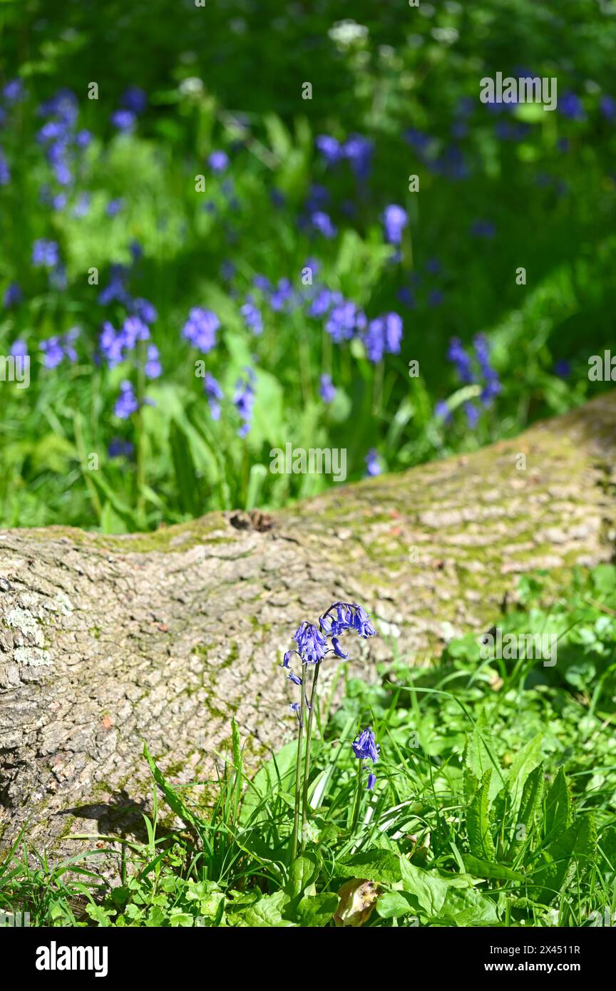 Beautiful blue spring flowers of English Bluebells, Hyacinthoides non ...